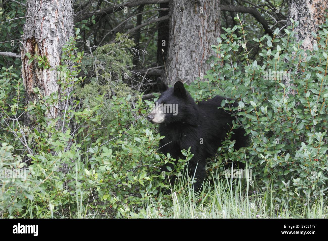 Black Bear, American Black Bear, Baribal, American Black Bear Stock ...