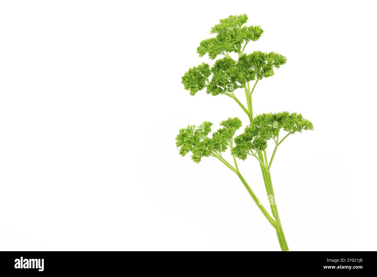 Curled structure hi-res stock photography and images - Alamy