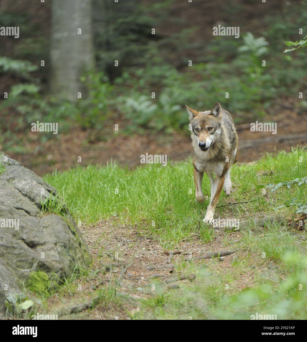 European wolf. Animal enclosure Neuschoenau, Bavarian Forest Stock ...