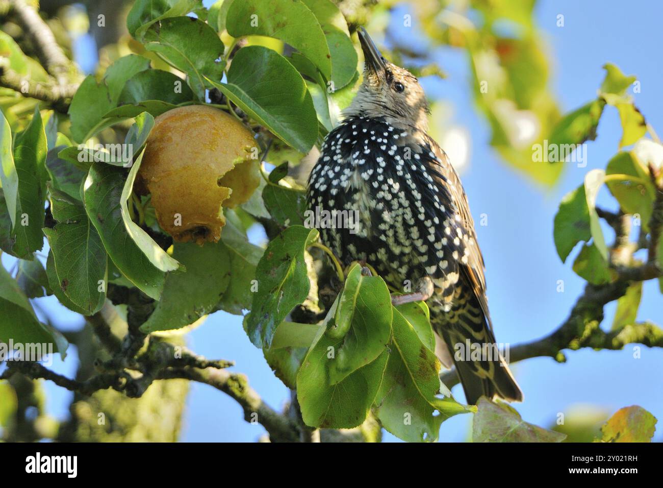 Young starling feeding.Starlet eat at Stock Photo - Alamy
