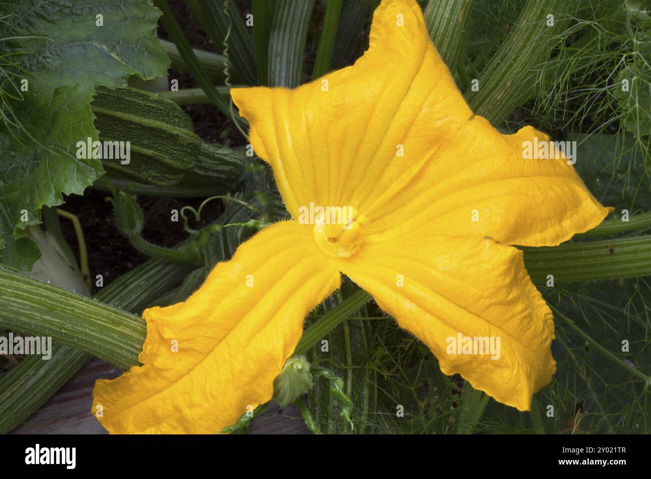Baby courgettes gardens hi-res stock photography and images - Alamy