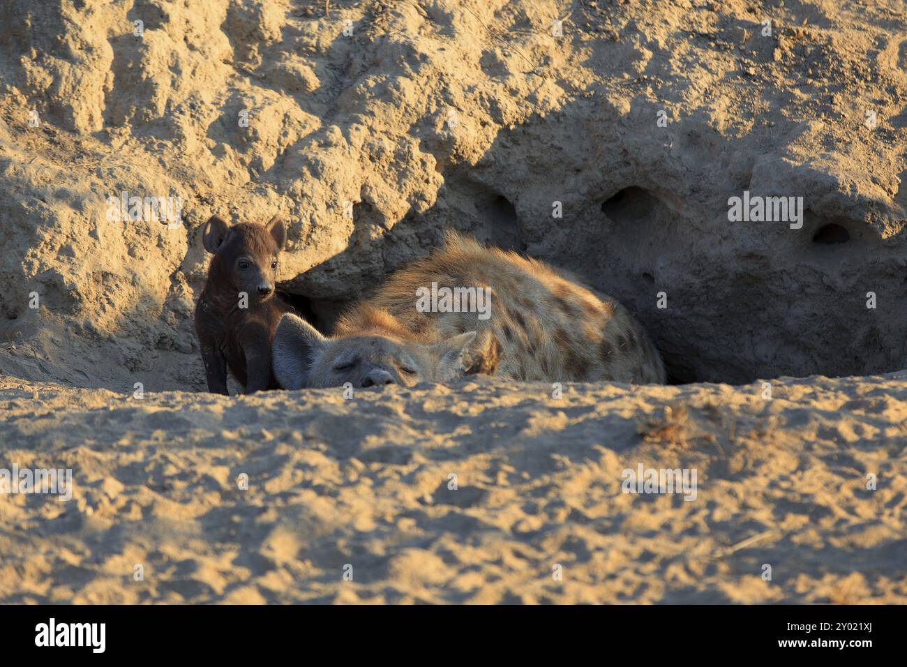 Spotted hyena with baby Stock Photo - Alamy