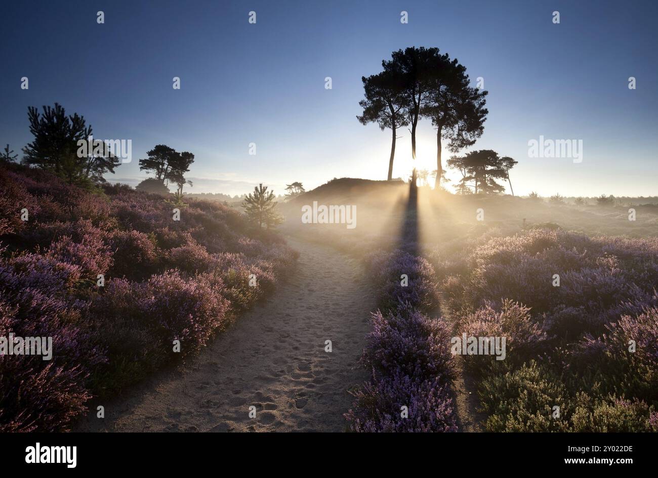 Gold sunbeams over flowering heather in summer Stock Photo - Alamy