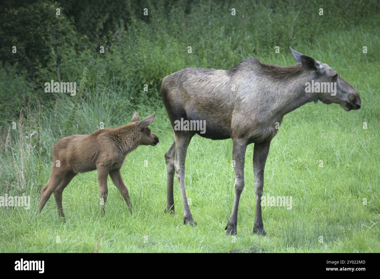 Calf with dam Stock Photo - Alamy