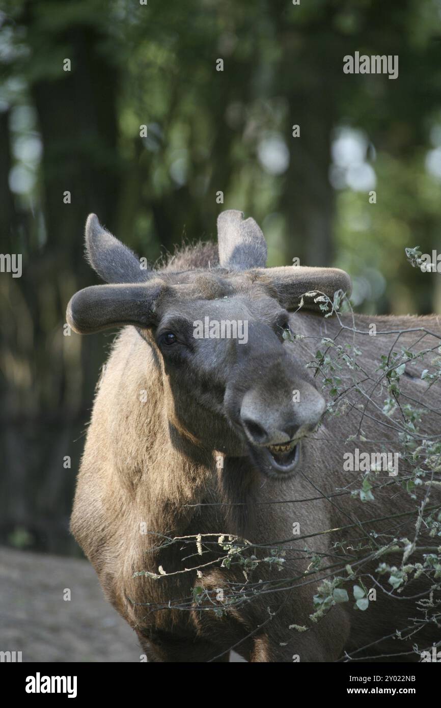 Bull with antler stumps Stock Photo - Alamy