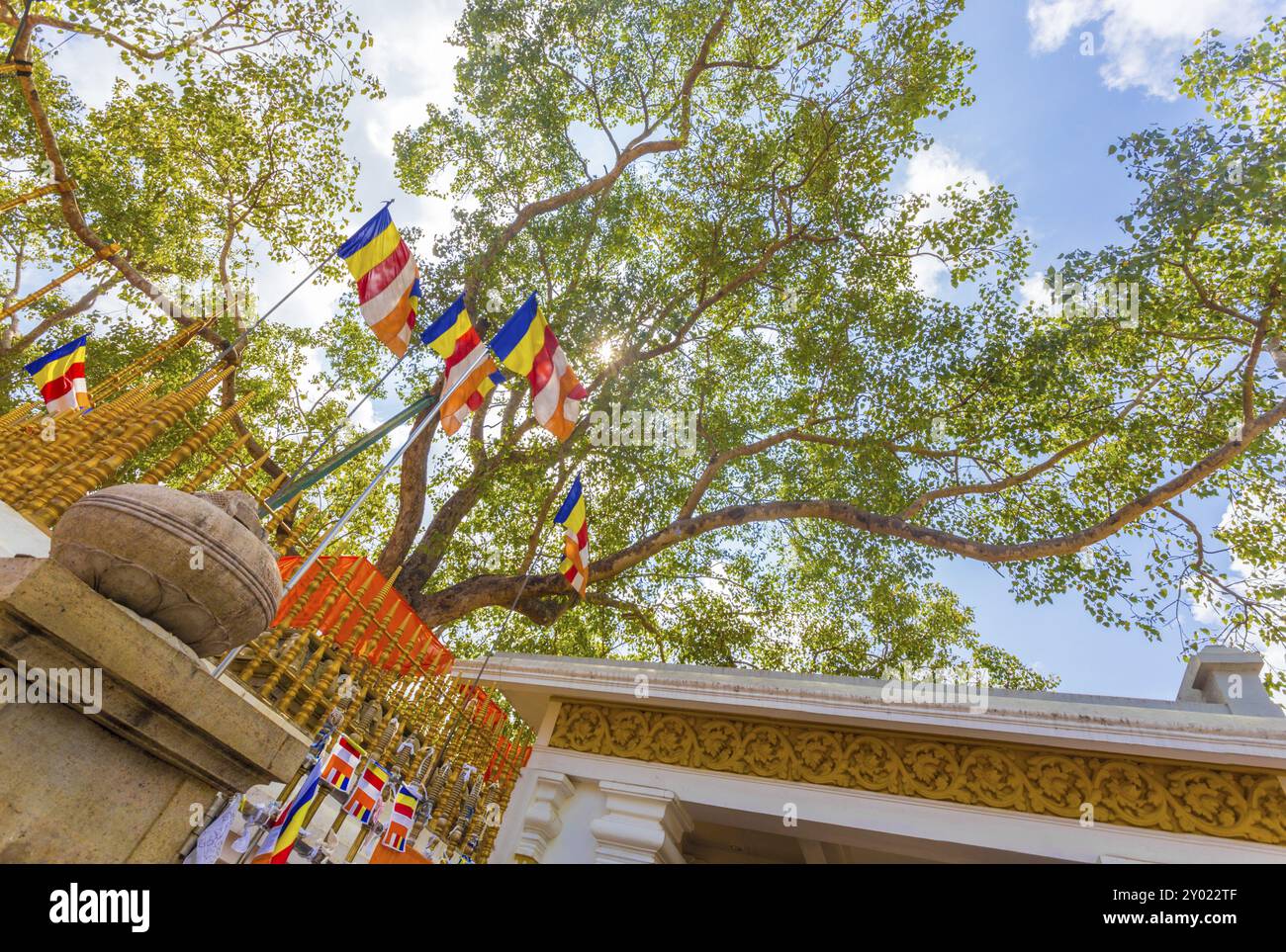 Golden fence guarding the base of Jaya Sri Maha Bodhi tall sacred fig ...