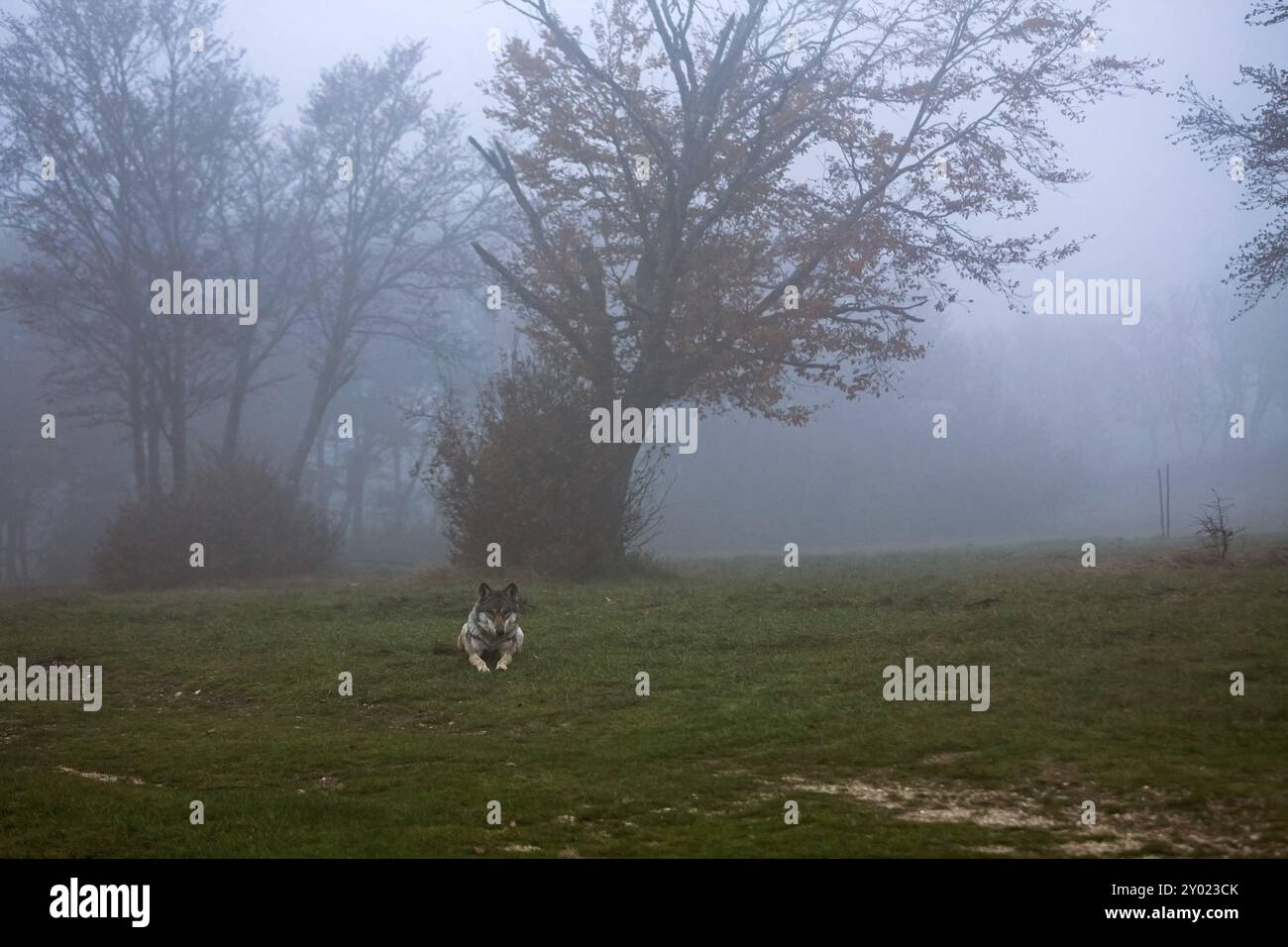 Wolf waiting in a foggy forest Stock Photo - Alamy