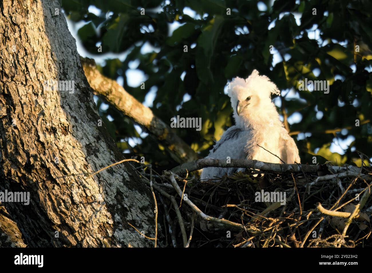 4 month old Harpy Eagle chick, Harpia harpyja, in the nest, Alta ...
