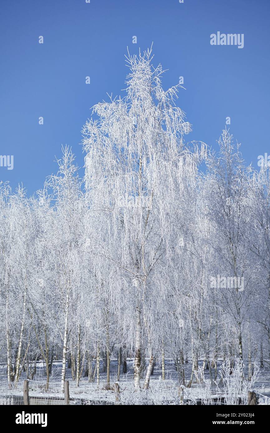 Snowy birch forest on the outskirts of Berlin. Frost forms ice crystals ...