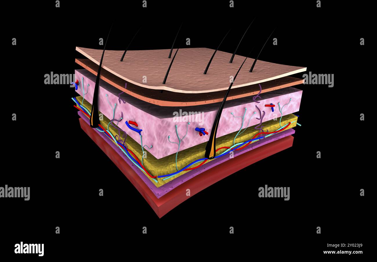 Layers of the skin hi-res stock photography and images - Alamy