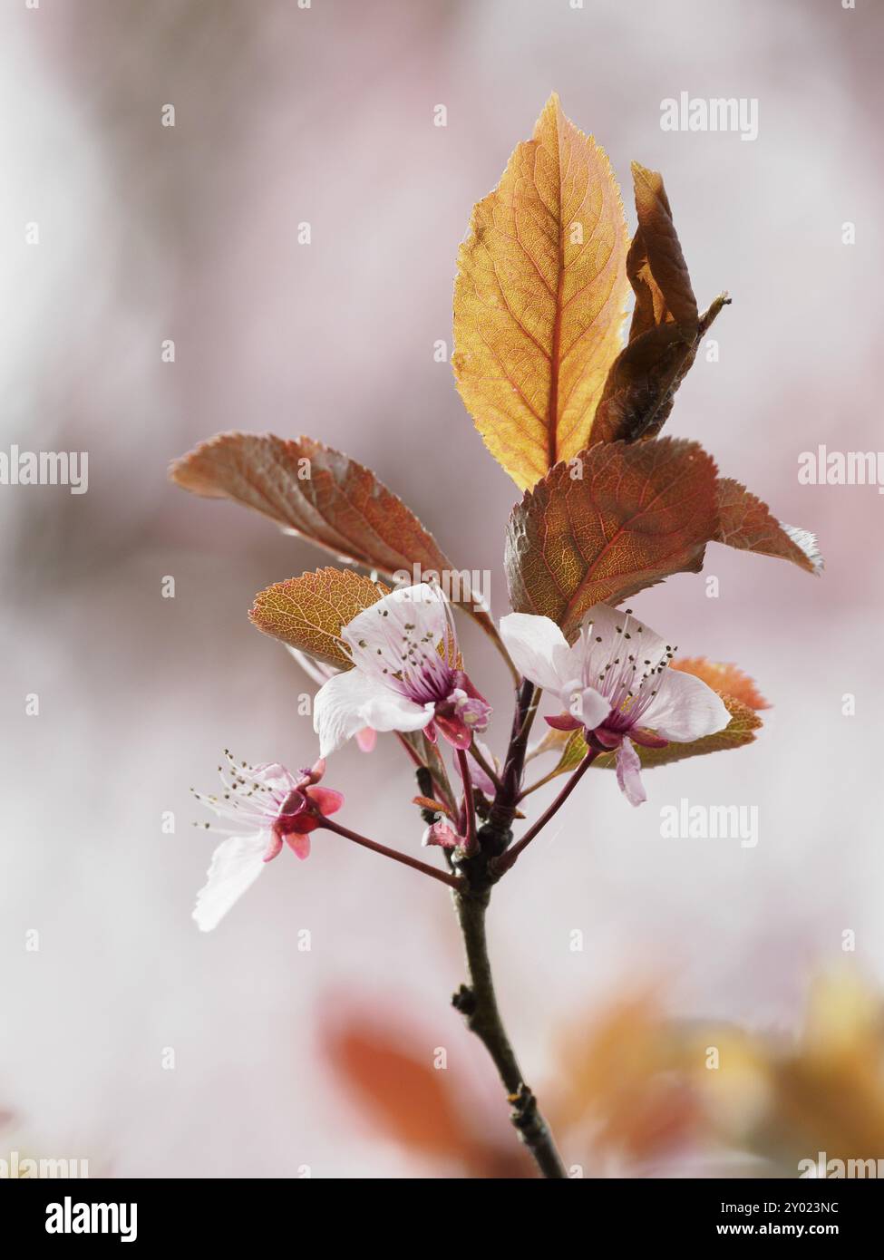 Leaves and flowers of a blood plum in April Stock Photo - Alamy