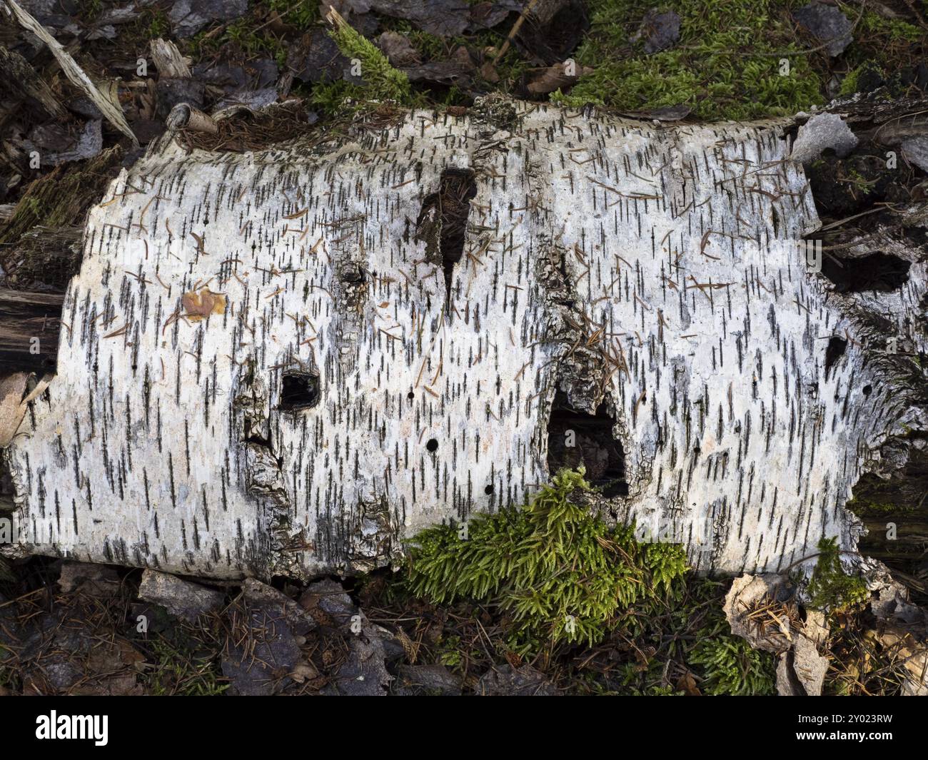 A rotten birch trunk on the forest floor Stock Photo - Alamy