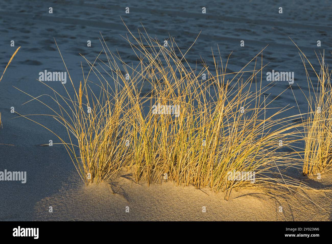 Marram grass (Ammophila), Endangered plants in Germany according to ...