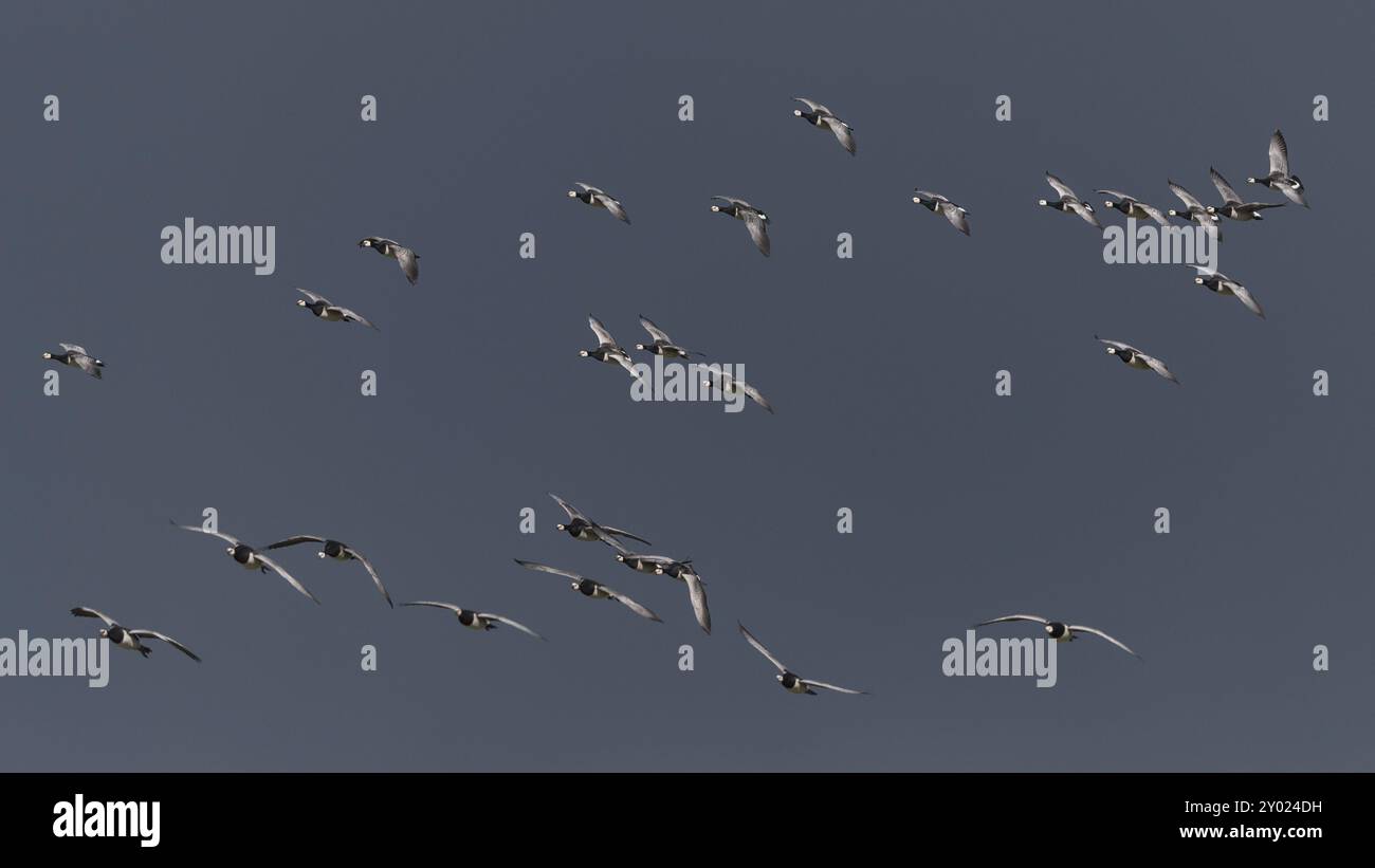 Flying wild geese. Flying geese Stock Photo - Alamy