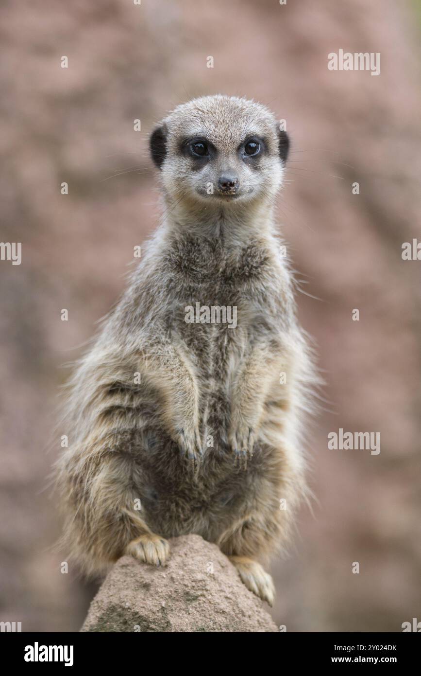 Portrait of a meerkat. portrait of a meerkat Stock Photo - Alamy