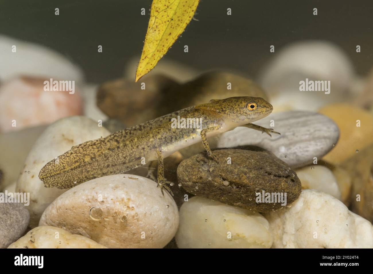 Pond newt larva, Lissotriton vulgaris, smooth newt Stock Photo - Alamy