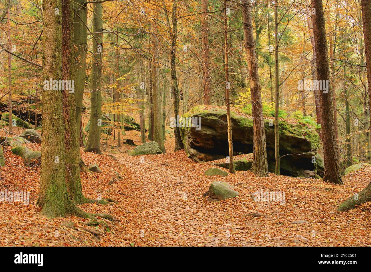 Sandstone rock in the forest, sandstone rock in forest 01 Stock Photo ...