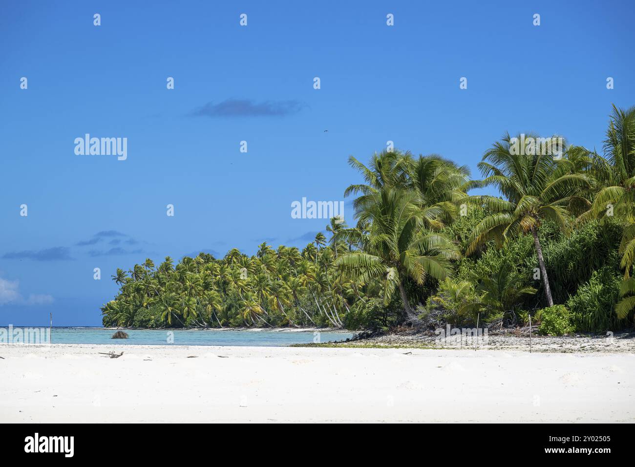 Coconut palm (Cocos nucifera), dense coconut forest in front of lagoon ...