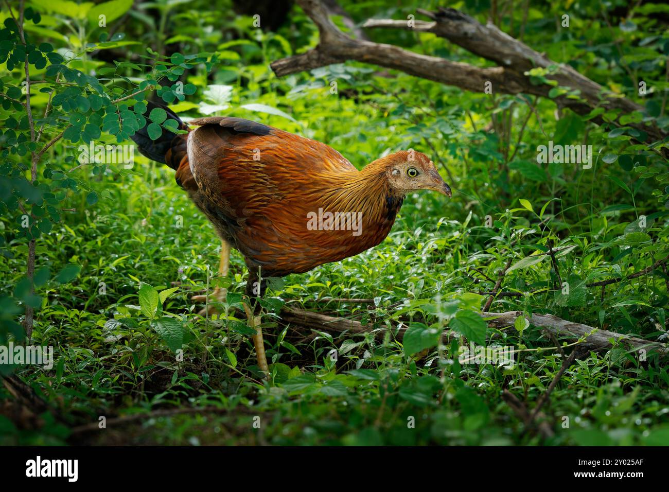 Sri Lanka Junglefowl Gallus lafayettii, endemic bird in forests ...