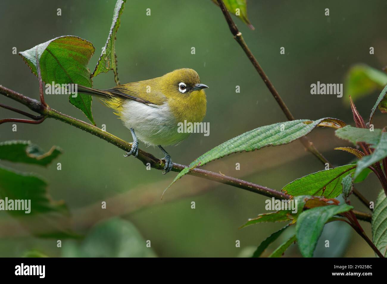 Sri Lanka white-eye Zosterops ceylonensis small passerine bird endemic ...