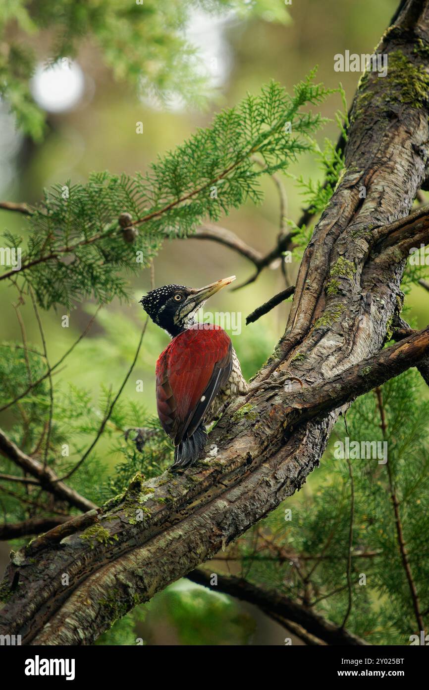 Red backed flameback woodpecker hi-res stock photography and images - Alamy
