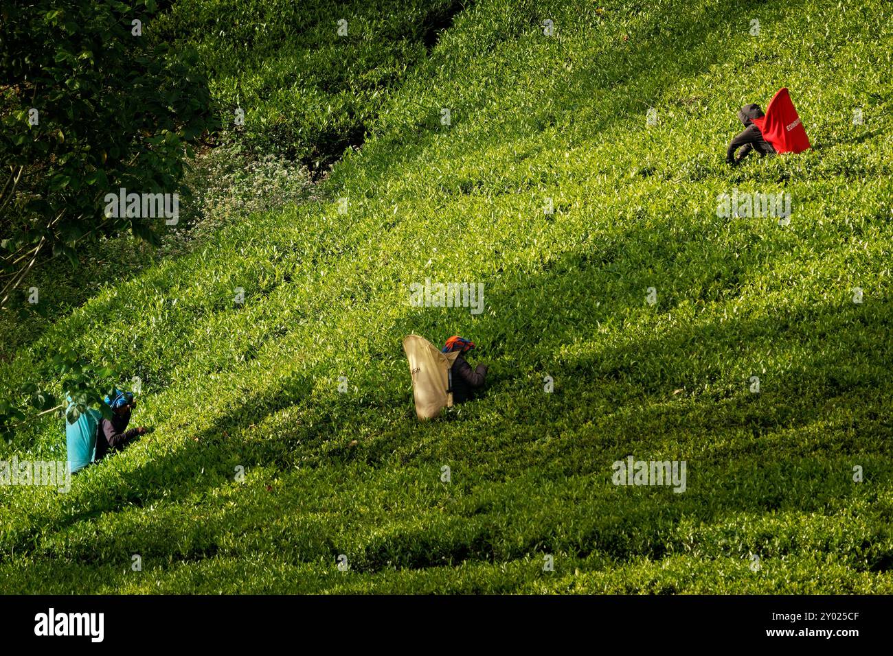 Landscape of Tea plantation in Sri Lanka (Ceylon), green fields with ...