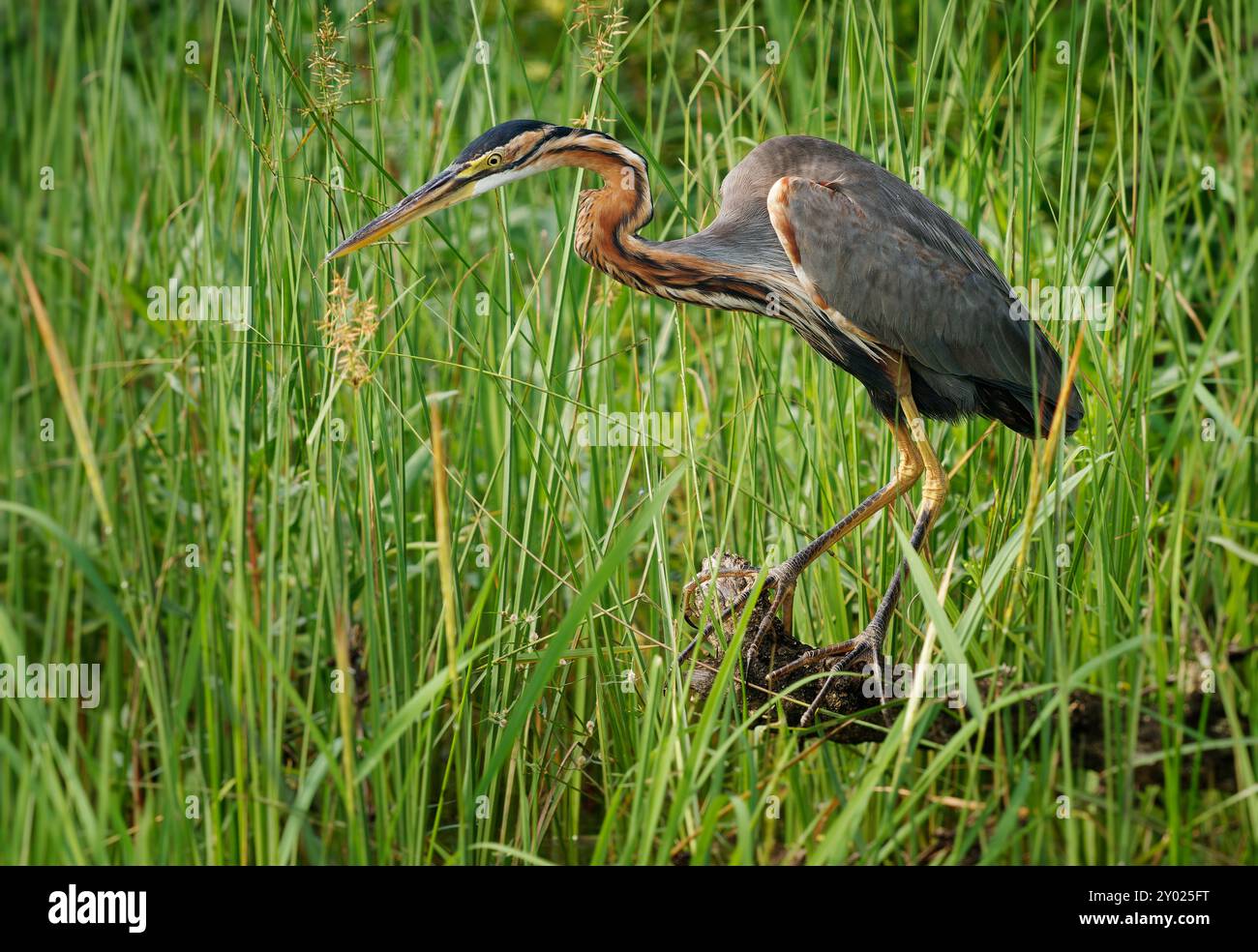 Purple Heron - Ardea purpurea wading bird in heron family Ardeidae ...