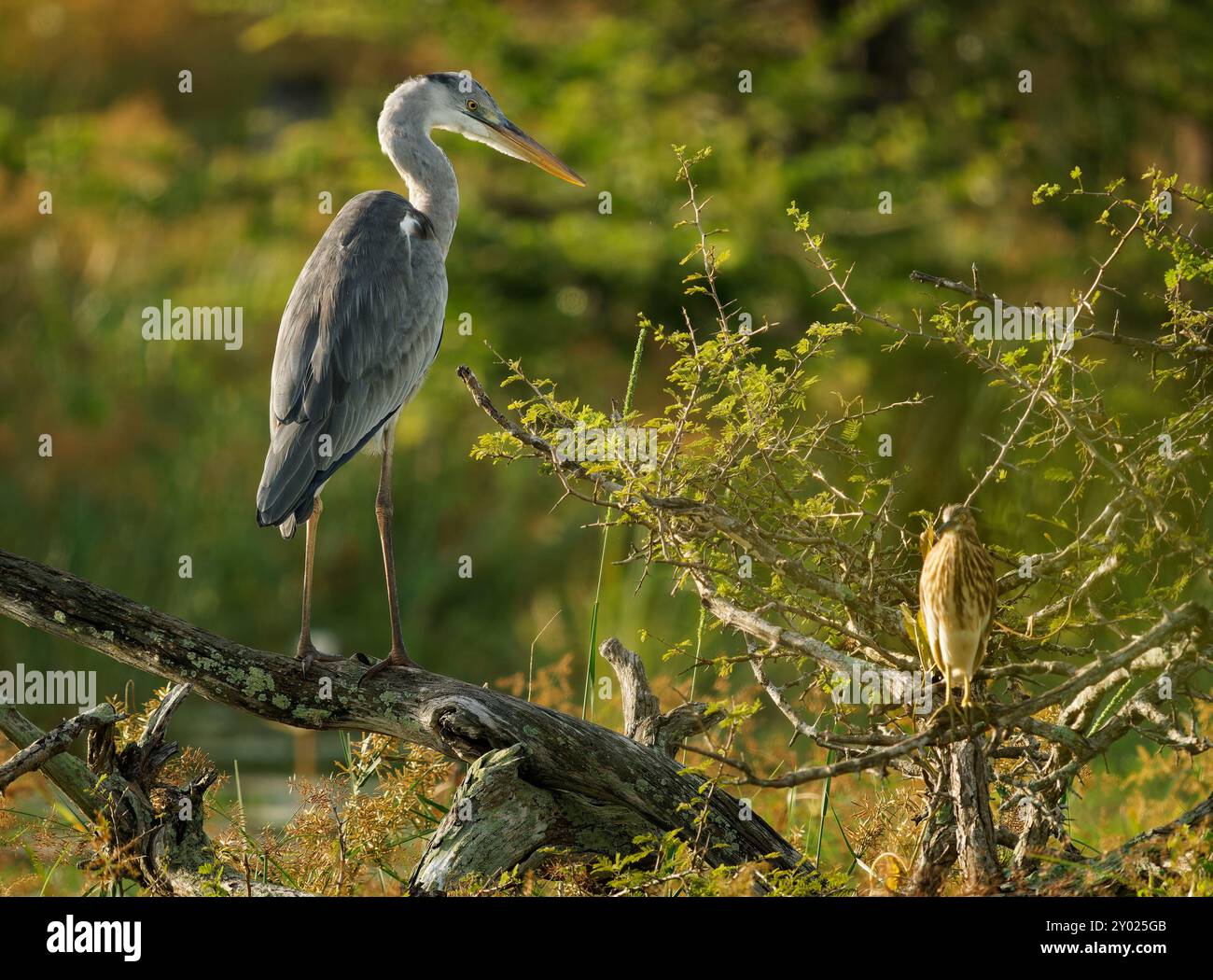 Grey Heron - Ardea cinerea long-legged predatory wading bird of the ...