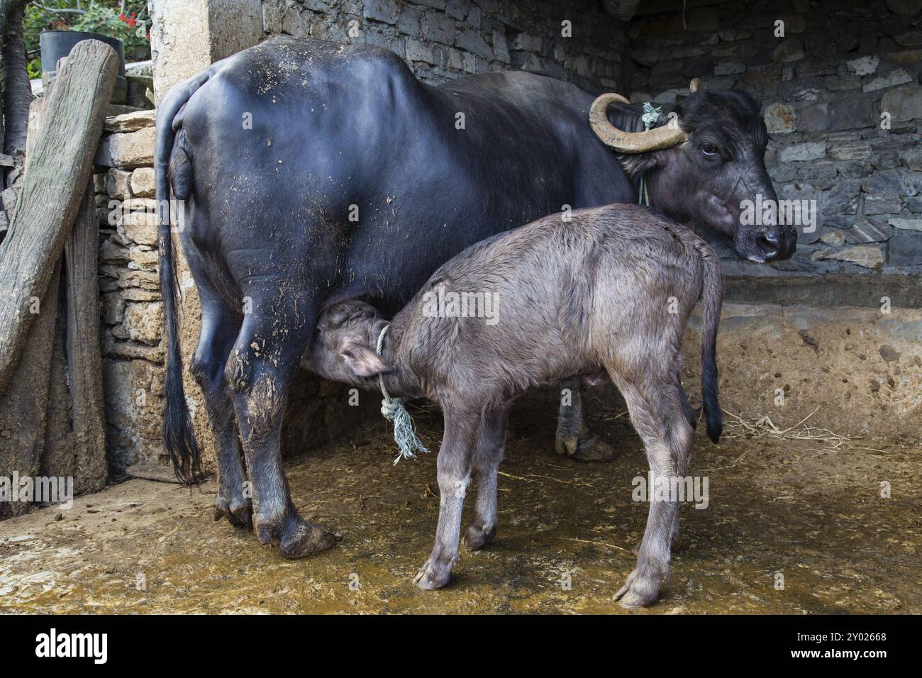 Children with water buffalo hi-res stock photography and images - Alamy