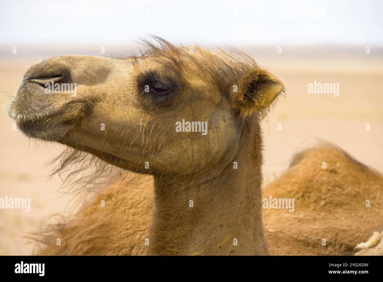 Closeup on the hairy face of a Bactrian double hump camel in Mongolia ...