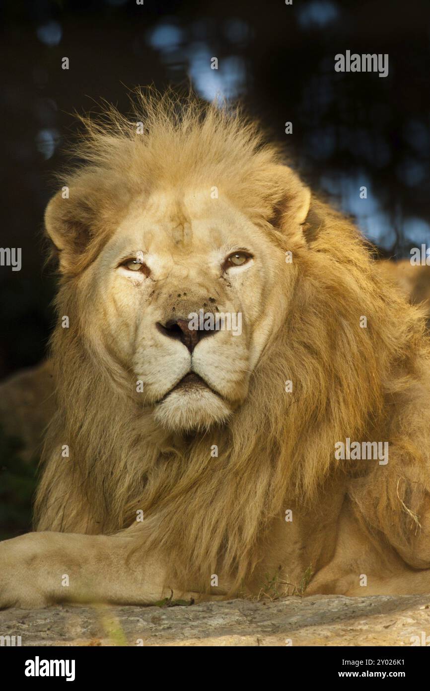 Transvaal lion (Panthera leo krugeri Stock Photo - Alamy