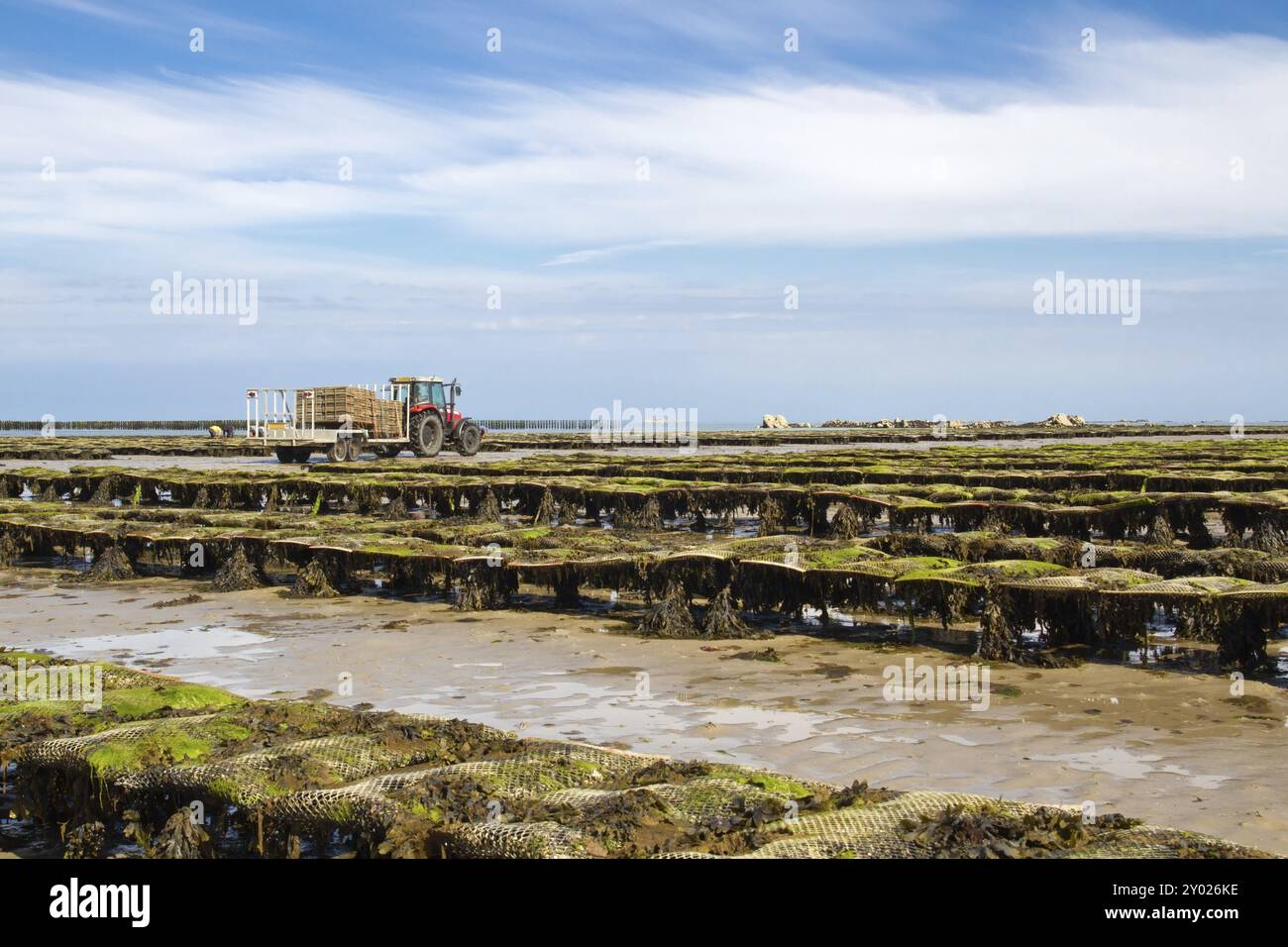 Oyster farm on the Channel Island of Jersey Stock Photo - Alamy