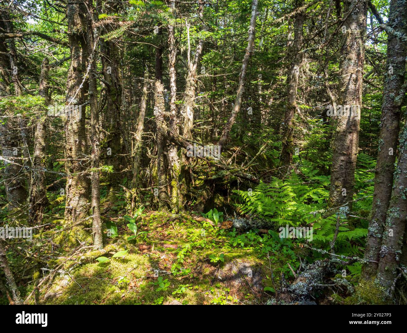Explore the untouched beauty of the Adirondack Mountains, where dense ...
