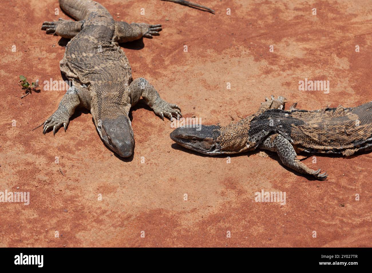 Likkewaan hi-res stock photography and images - Alamy