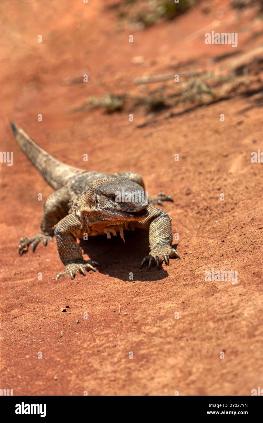 Likkewaan hi-res stock photography and images - Alamy