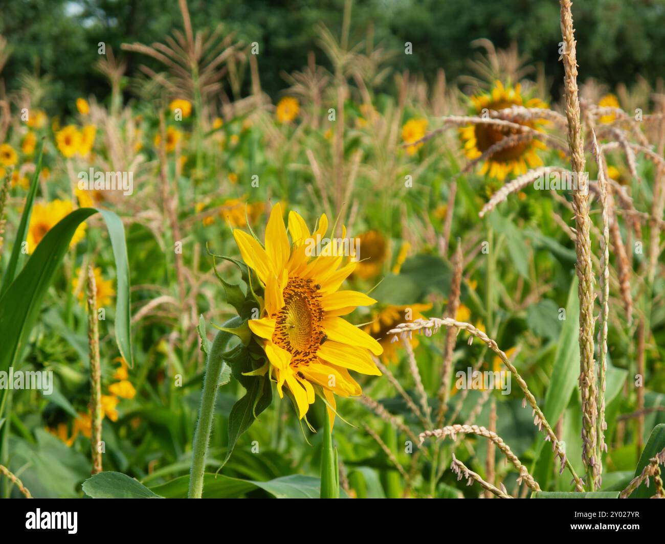Sunflower corn crop mixed hi-res stock photography and images - Alamy