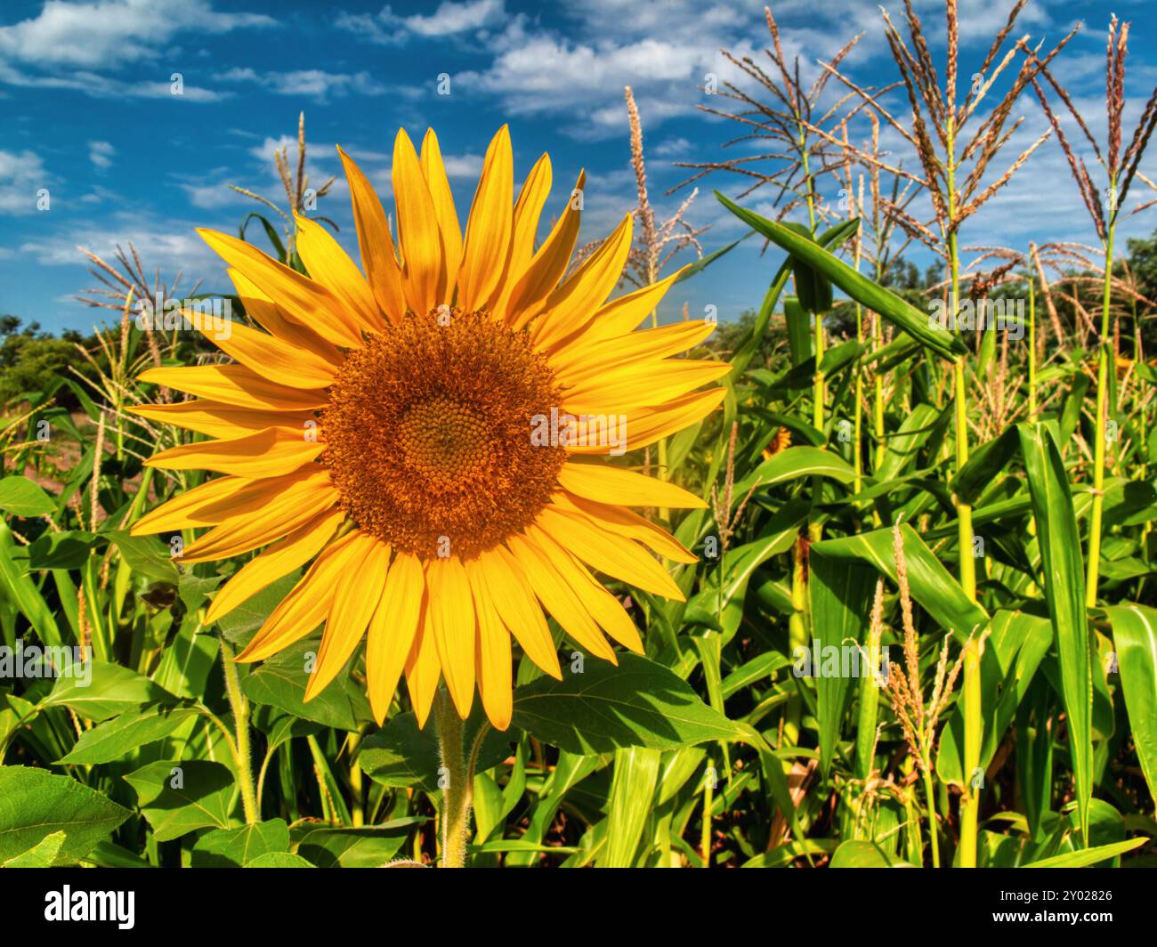 sunflower standing out in crop of corn in the field, cornfield food ...