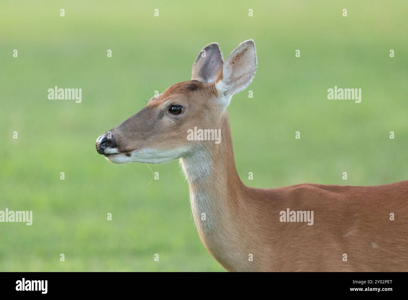 A closeup of a white-tailed deer doe at Fort Hancock on Sandy Hook ...