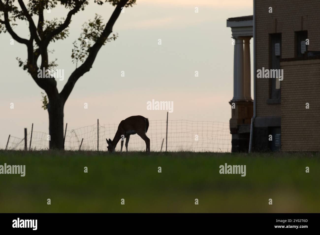 The silhouettes of white-tailed deer are seen at Fort Hancock on Sandy ...