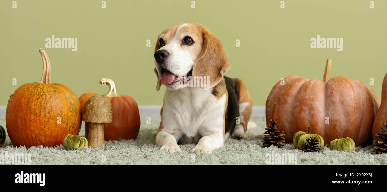Cute Beagle dog with pumpkins near green wall. Thanksgiving Day ...