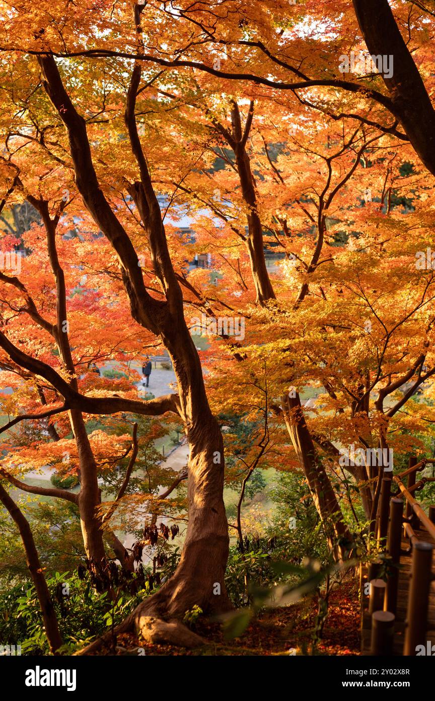 Warm sunlight filters through the branches of vibrant autumn trees ...