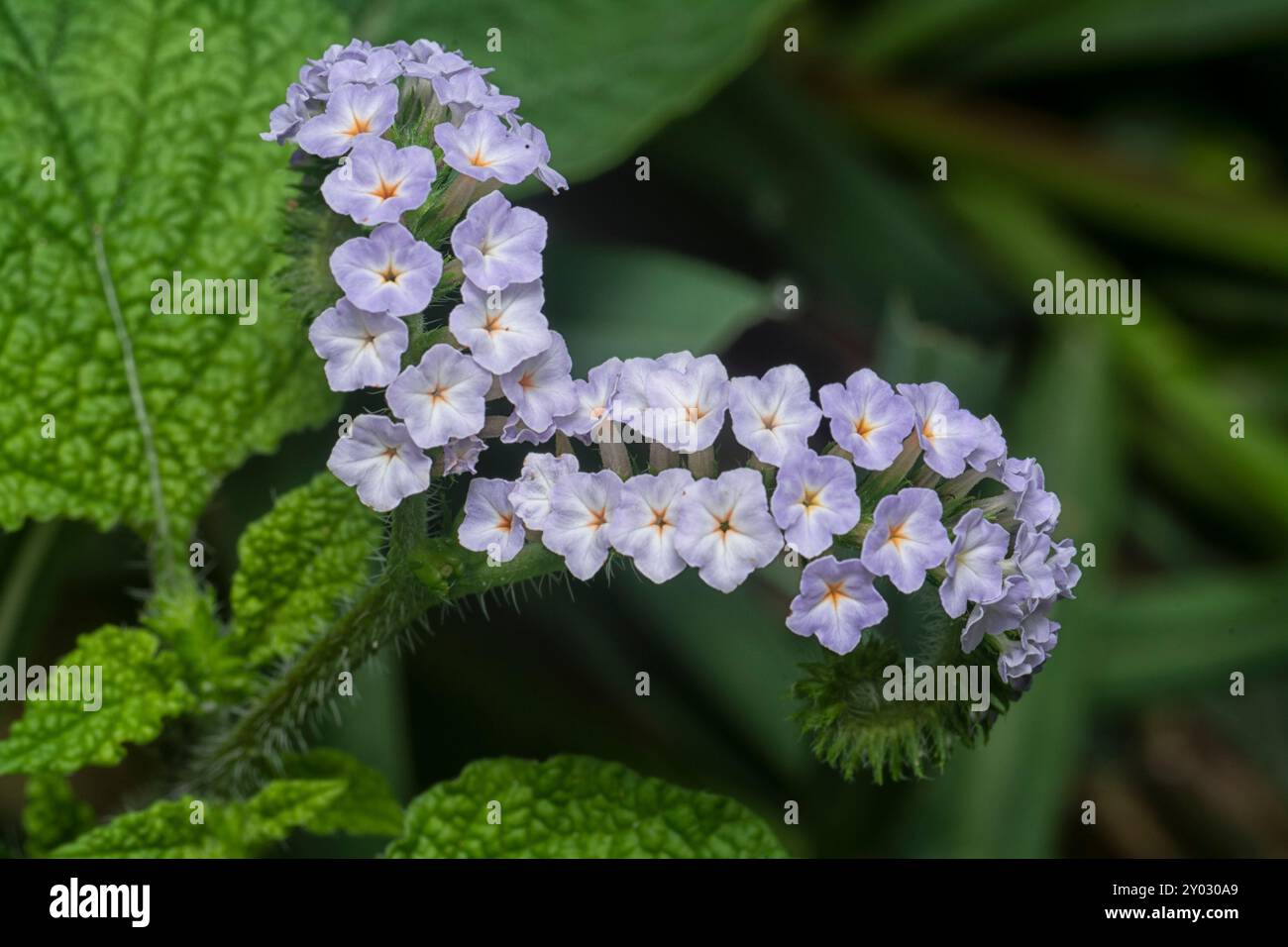 close up shot of the wild tiny Heliotropium indicum flower Stock Photo ...