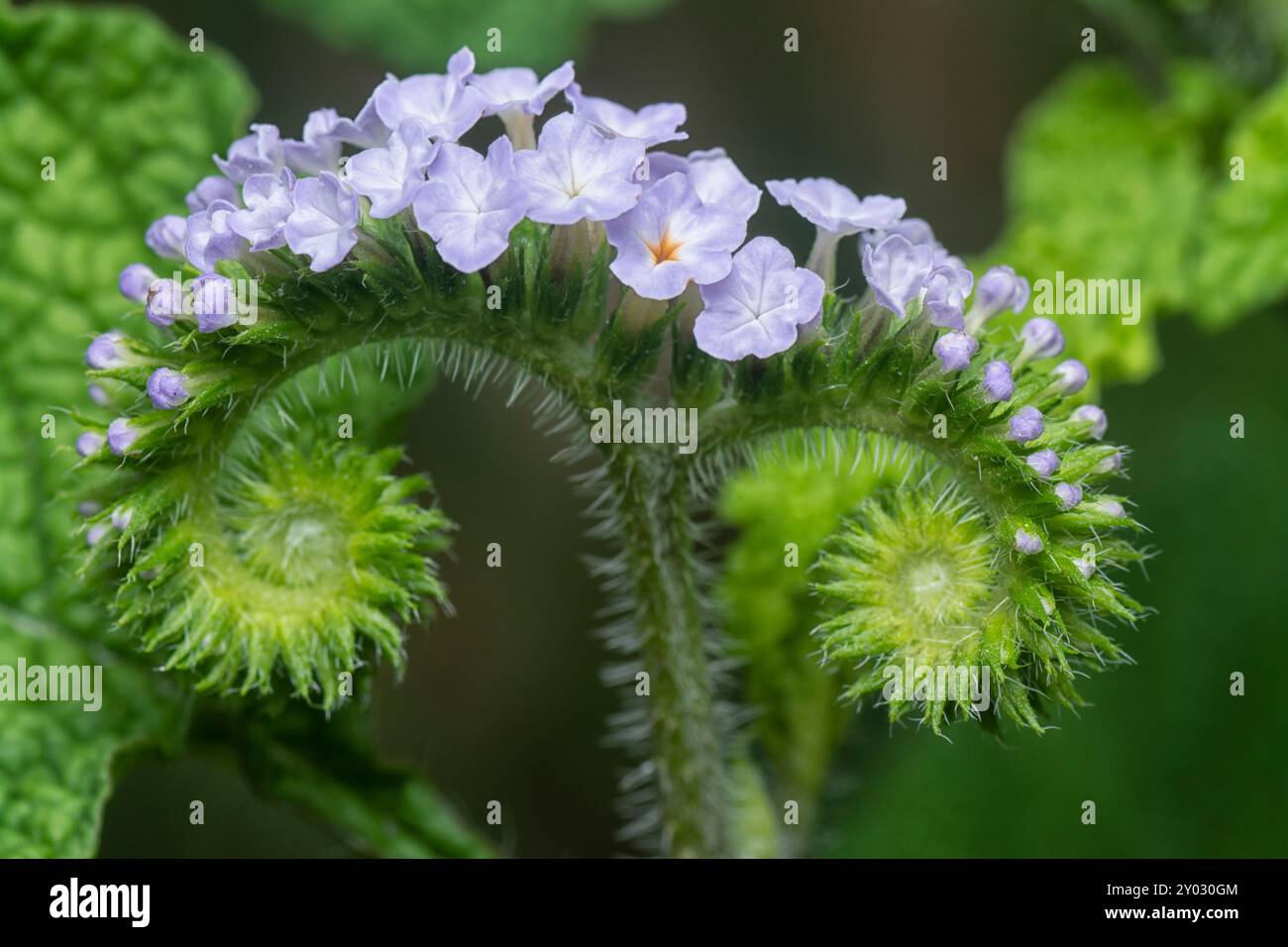 close up shot of the wild tiny Heliotropium indicum flower Stock Photo ...