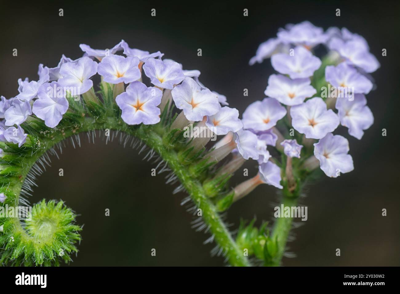 close up shot of the wild tiny Heliotropium indicum flower Stock Photo ...