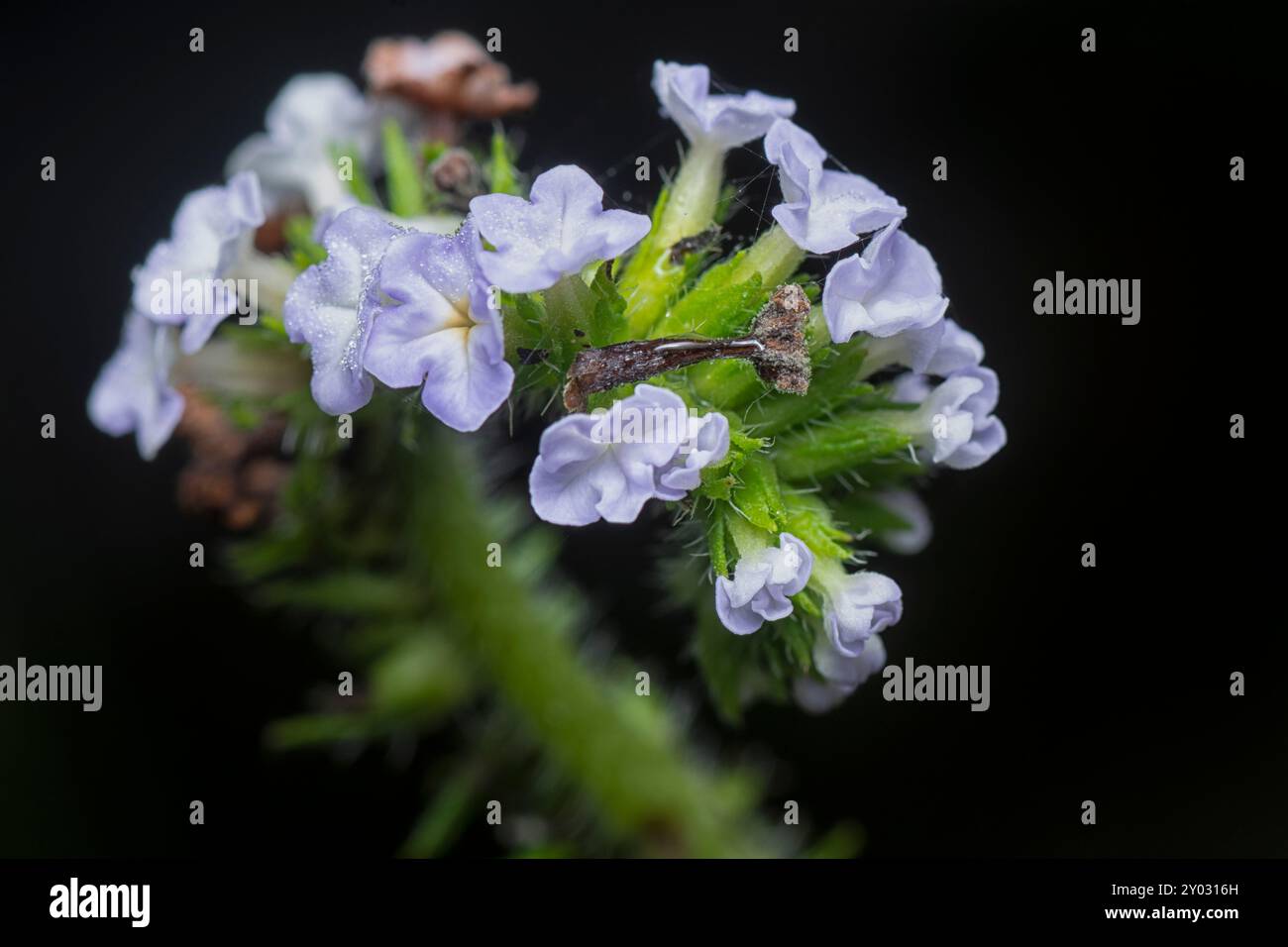 close up shot of the wild tiny Heliotropium indicum flower Stock Photo ...