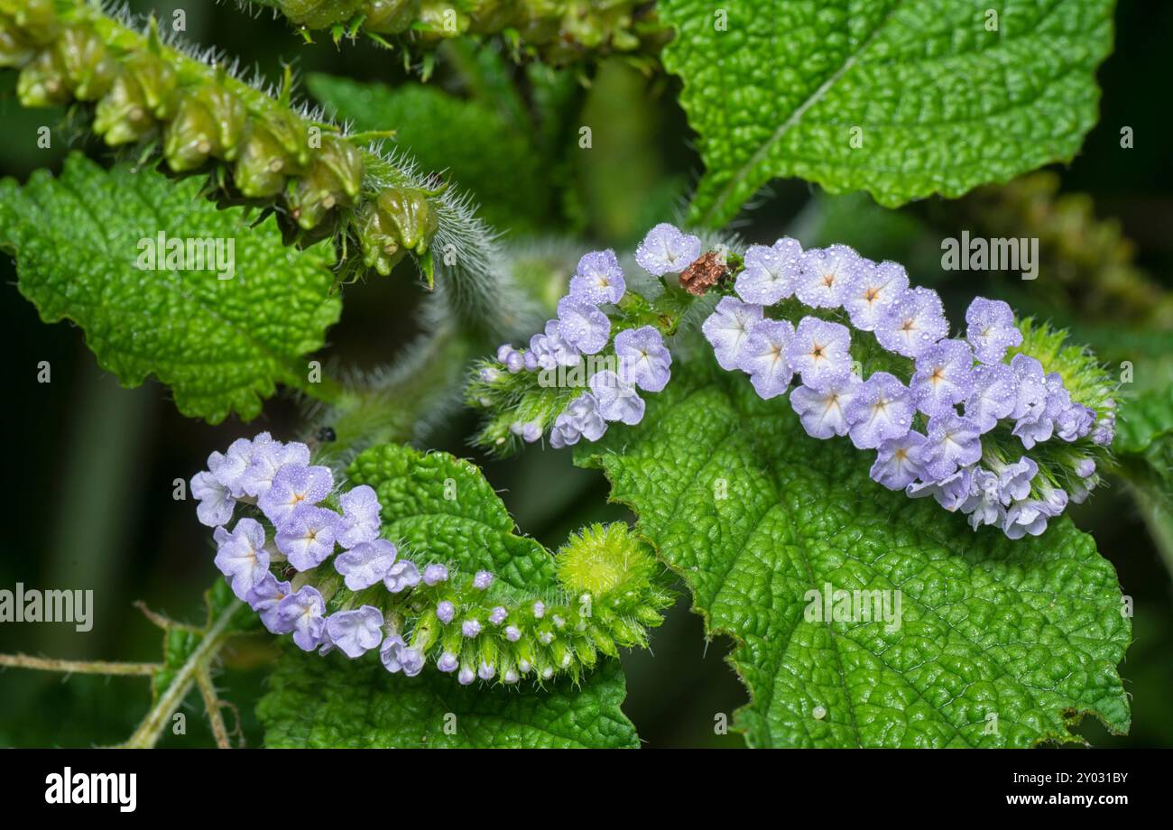 close up shot of the wild tiny Heliotropium indicum flower Stock Photo ...