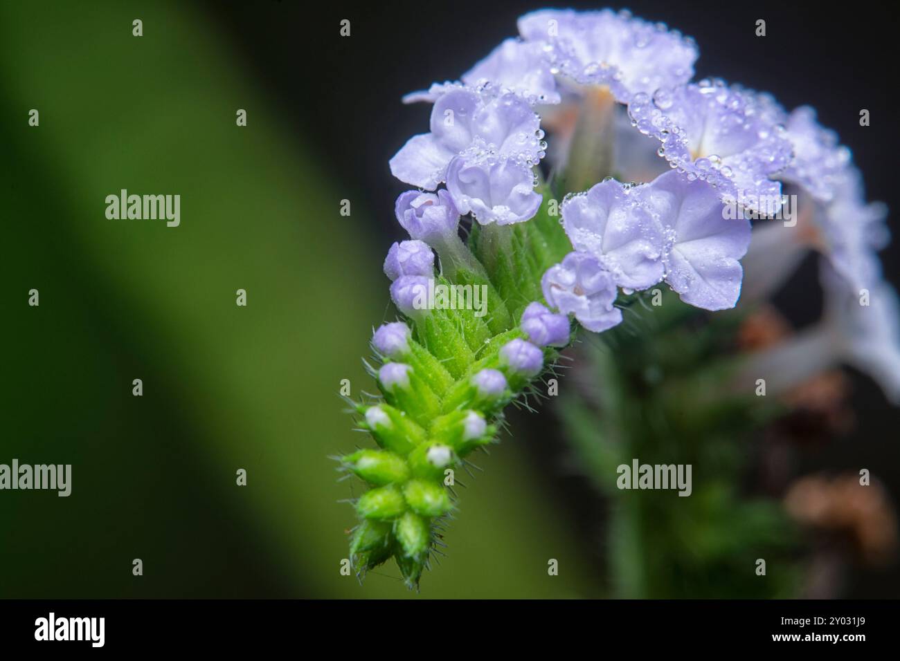 close up shot of the wild tiny Heliotropium indicum flower Stock Photo - Alamy