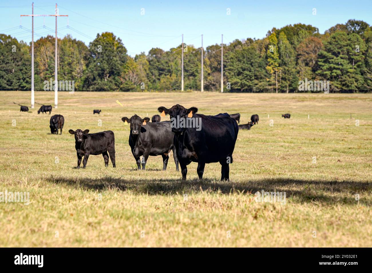 A herd of Angus crossbred beef cattle in an October pasture in central ...