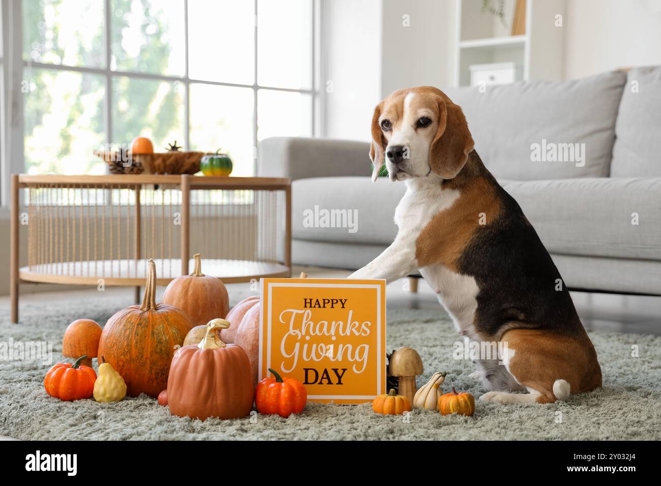 Cute Beagle dog with pumpkins and card for Thanksgiving Day at home ...