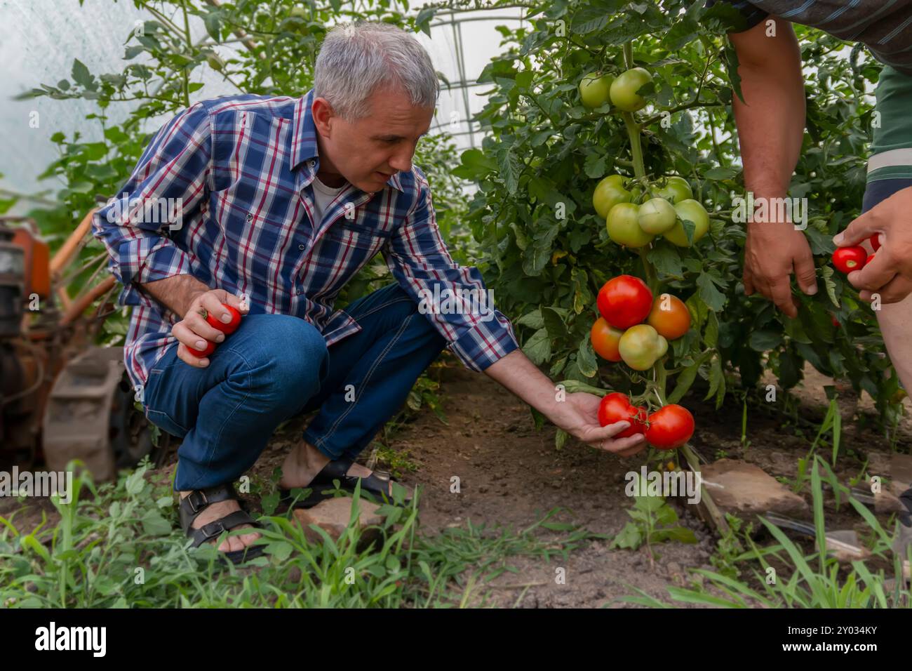 Two mature men checking and collecting harvest of organic tomato in ...